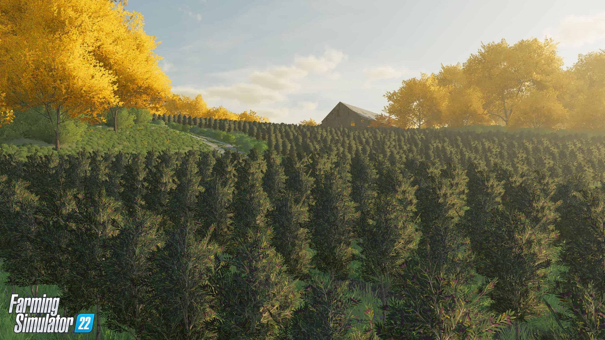Farming Simulator 22: new crops Grape vines, Olives, Nutritious sorghum
