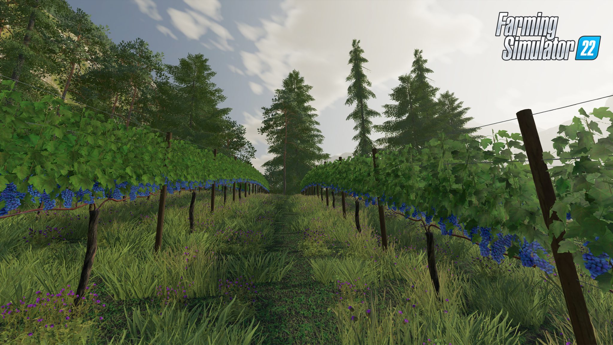 New Crops in Farming Simulator 22: Grapes, Olives and Sorghum