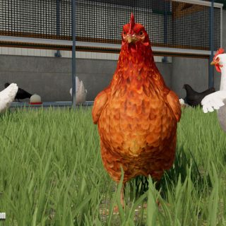 How to feed the chickens in Farming Simulator 22