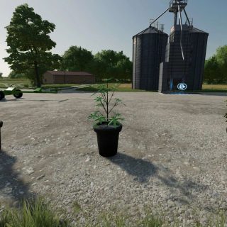 Cannabis Plants Pack v1.0 FS22 Mod | Farming Simulator 22 Mod