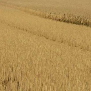 Real plant textures v1.0 FS22 Mod | Farming Simulator 22 Mod