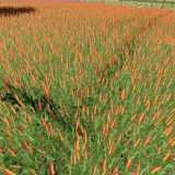 Rogatki Edit (Multifruit and Production) v1.0 FS22 Mod | Farming ...