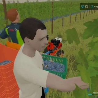 Grape Harvest With Workers v1.1 FS22 Mod | Farming Simulator 22 Mod