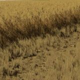 Barley and Wheat textures v1.0 FS22 Mod | Farming Simulator 22 Mod