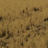 Barley and Wheat textures v1.0 FS22 Mod | Farming Simulator 22 Mod
