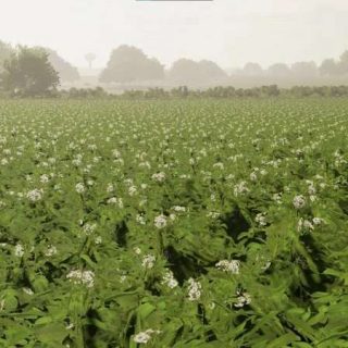 Textures of potato v1.0 FS22 Mod | Farming Simulator 22 Mod