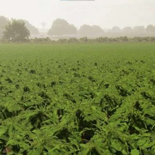 Textures of potato v1.0 FS22 Mod | Farming Simulator 22 Mod