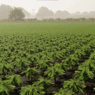 Textures of potato v1.0 FS22 Mod | Farming Simulator 22 Mod