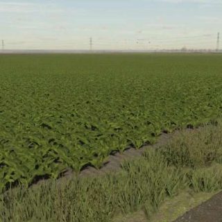 Sugarbeet Textures v1.0 FS22 Mod | Farming Simulator 22 Mod