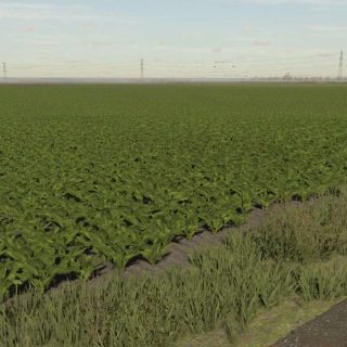 Sugar beet textures v1.0 FS22 Mod | Farming Simulator 22 Mod