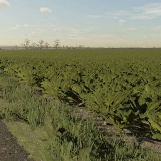 Sugar beet textures v1.0 FS22 Mod | Farming Simulator 22 Mod