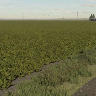 Sugar beet textures v1.0 FS22 Mod | Farming Simulator 22 Mod