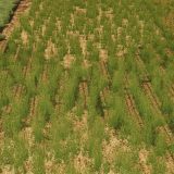 Graystone Farm (Row Crop Ready) v1.0 FS22 Mod | Farming Simulator 22 Mod