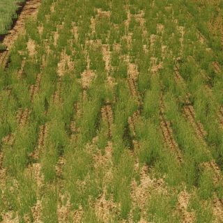 Graystone Farm (Row Crop Ready) v1.0 FS22 Mod | Farming Simulator 22 Mod