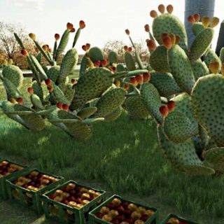 Prickly Pear Cactus v1.0 FS22 Mod | Farming Simulator 22 Mod
