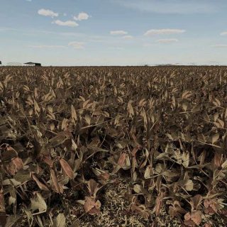 Foliage Peas v1.0 FS22 Mod | Farming Simulator 22 Mod