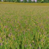 Grass texture with alfalfa v1.0 FS22 Mod | Farming Simulator 22 Mod