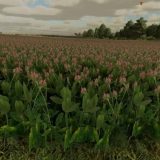Clover and Alfalfa Texture v1.0 FS22 Mod | Farming Simulator 22 Mod