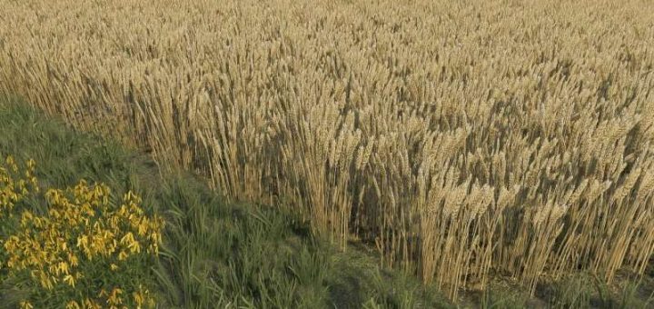 Wheat Texture Mods | Farming Simulator 22 Mods
