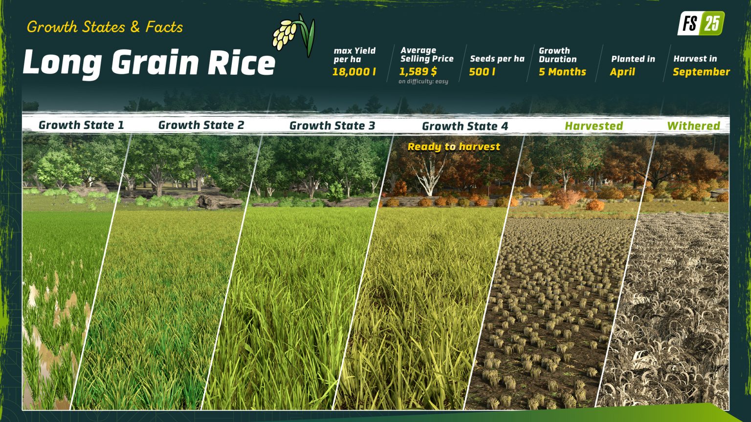 Harvesting, Planting & Sowing Rice in Farming Simulator 25