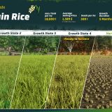 Harvesting, Planting & Sowing Rice in Farming Simulator 25