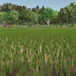 Harvesting, Planting & Sowing Rice in Farming Simulator 25