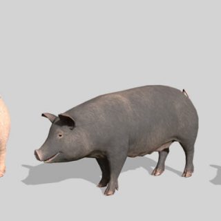 FS25: Everything You Need to Know About Animals