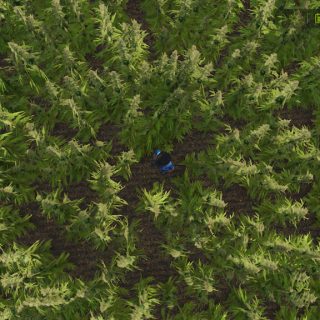 Riverbend Springs – Cannabis Edition V1.1.0.0 FS25 Mod | Farming ...