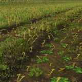 Maize Texture v1.0.0.0 FS25 Mod | Farming Simulator 22 Mod